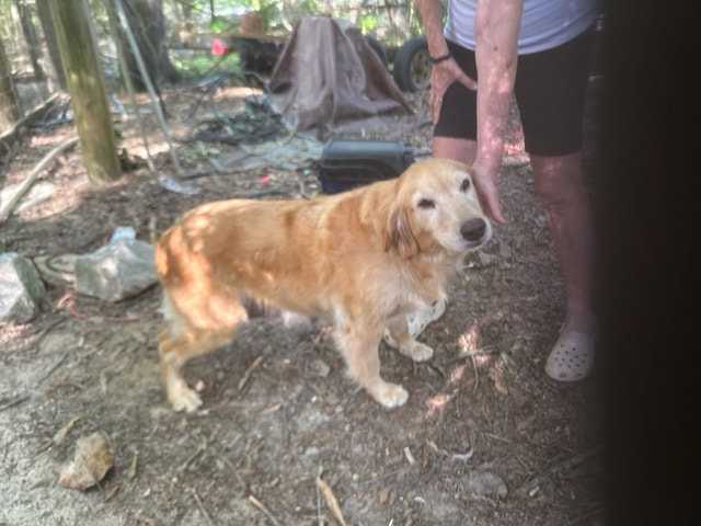 Mississippi Breeder Dogs